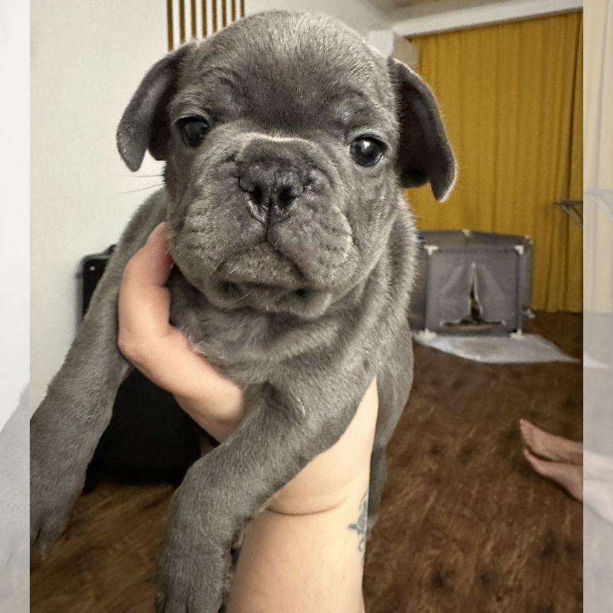 Французский бульдог, щенок