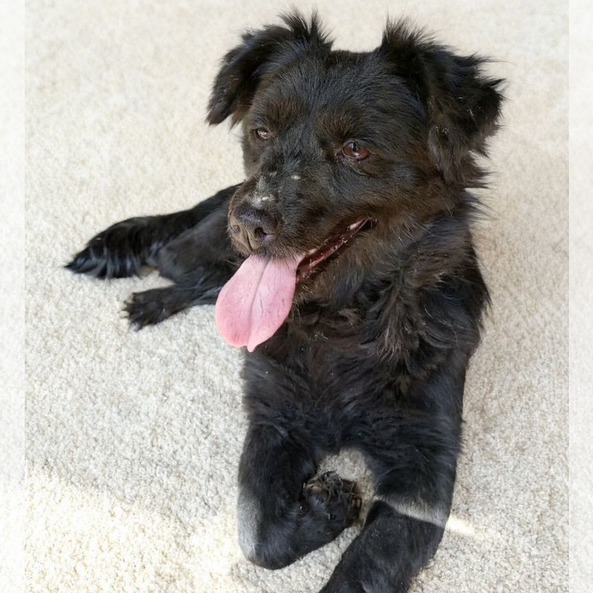 Взрослая собака в добрые руки