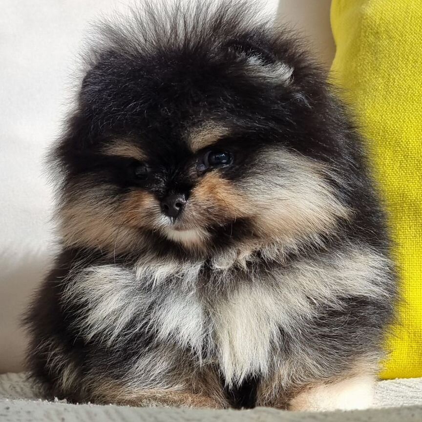 Померанский шпиц супер мини девочка