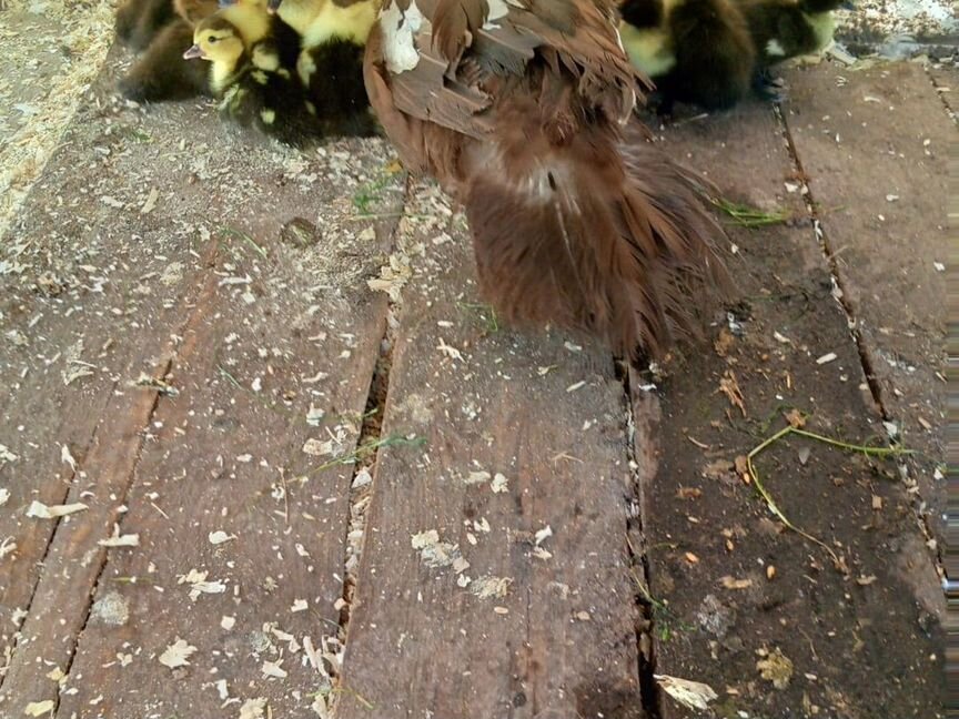 Мускусные утята