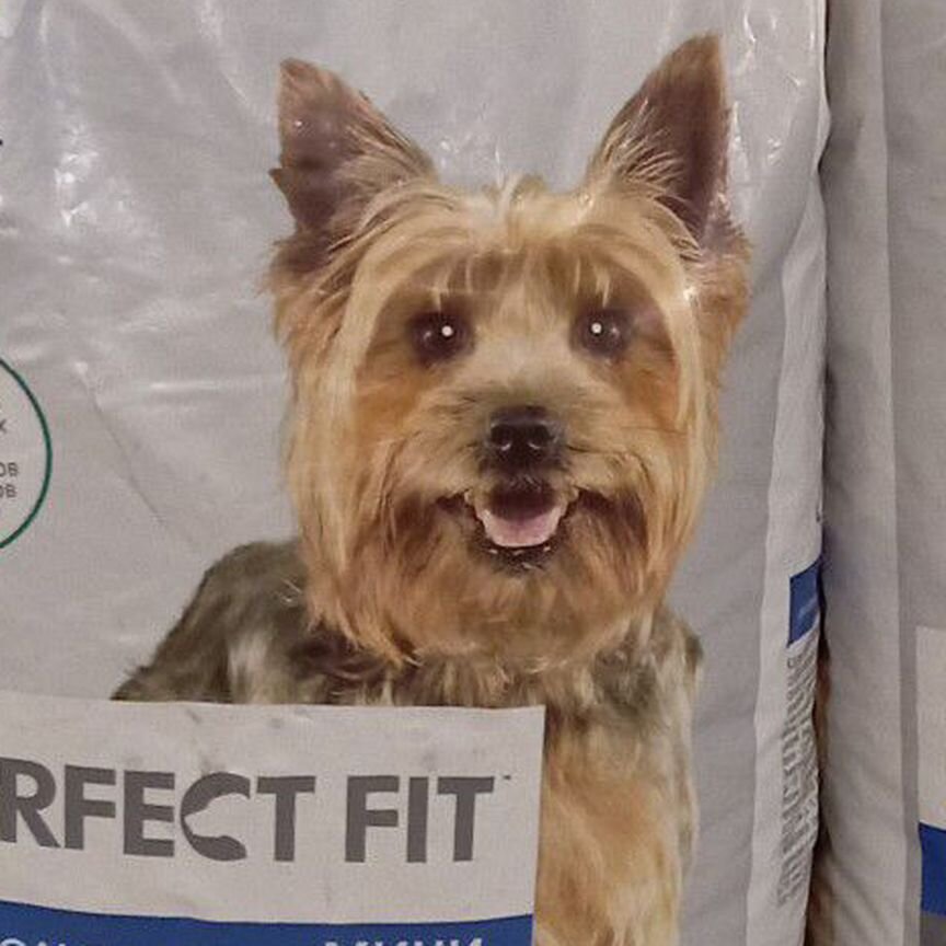 Корм для собак