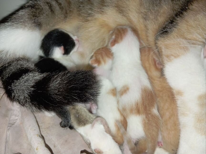 Отдам котят