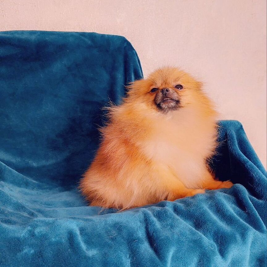 Померанский шпиц мини