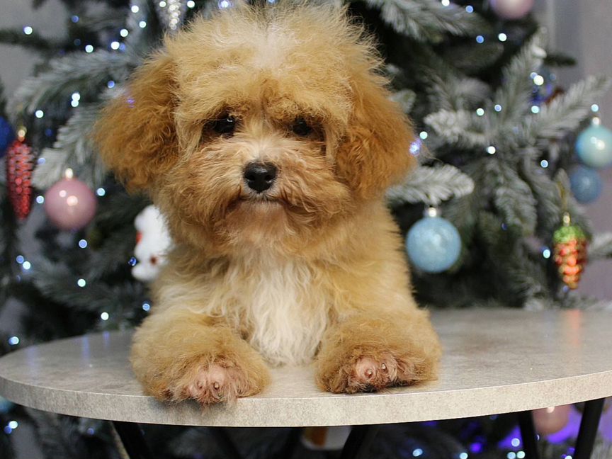 Мальтипу f1 щенки