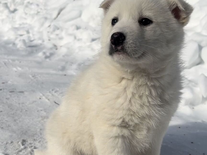 Щеночки в добрые руки бесплатно