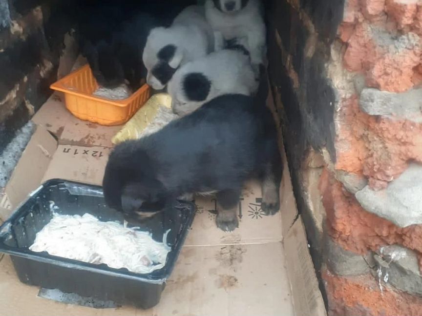 Спасите щенков с улицы. Стерилизация в подарок