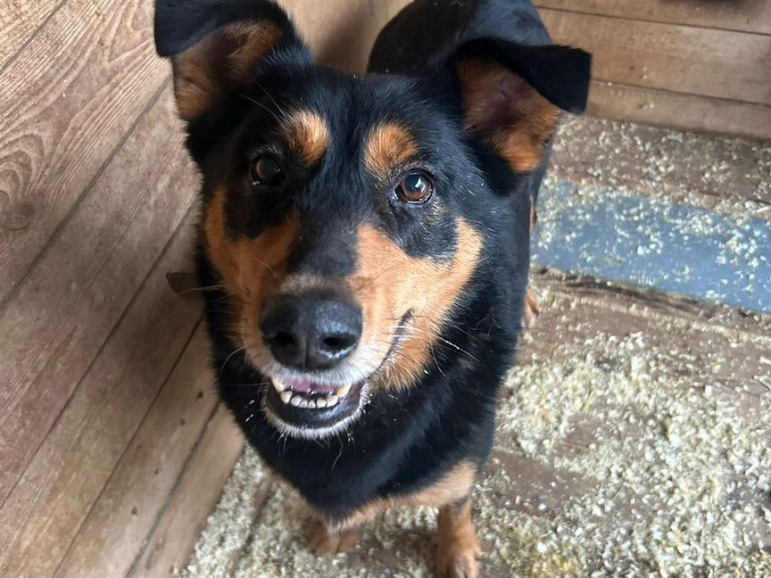 Потрясающий мальчик в семью в дар