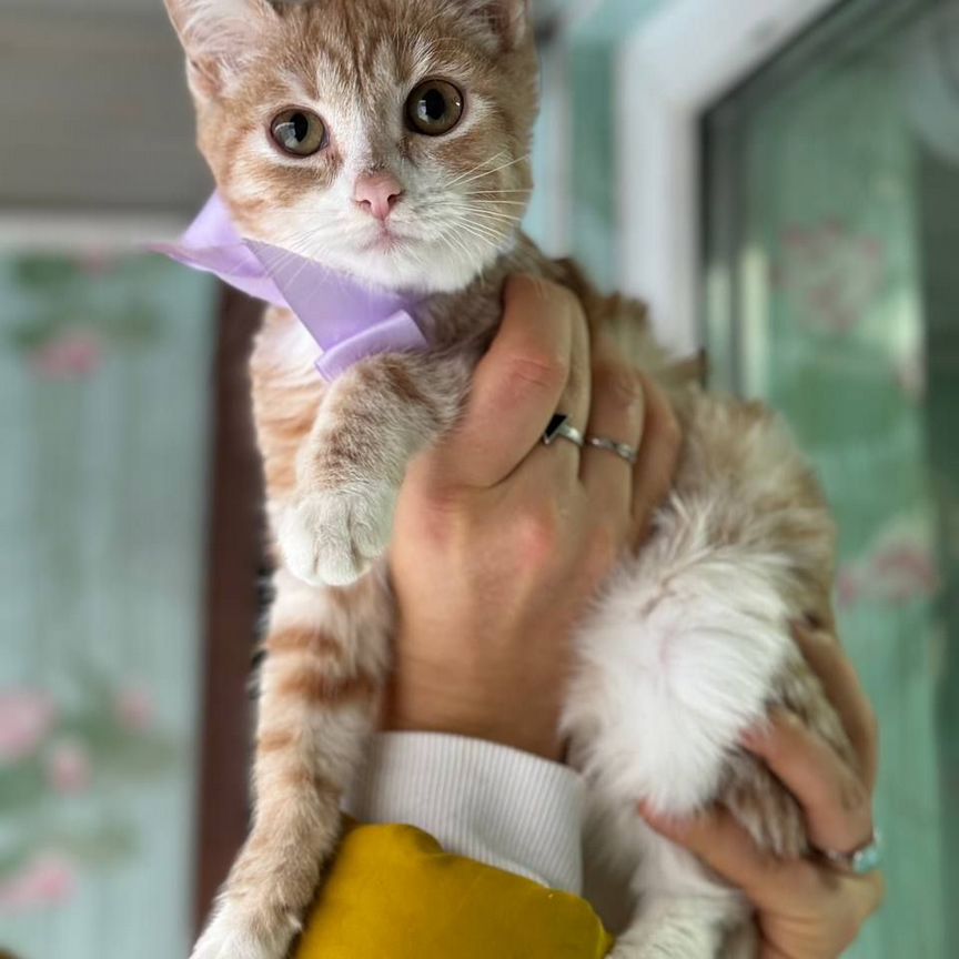 Котенок в добрые руки