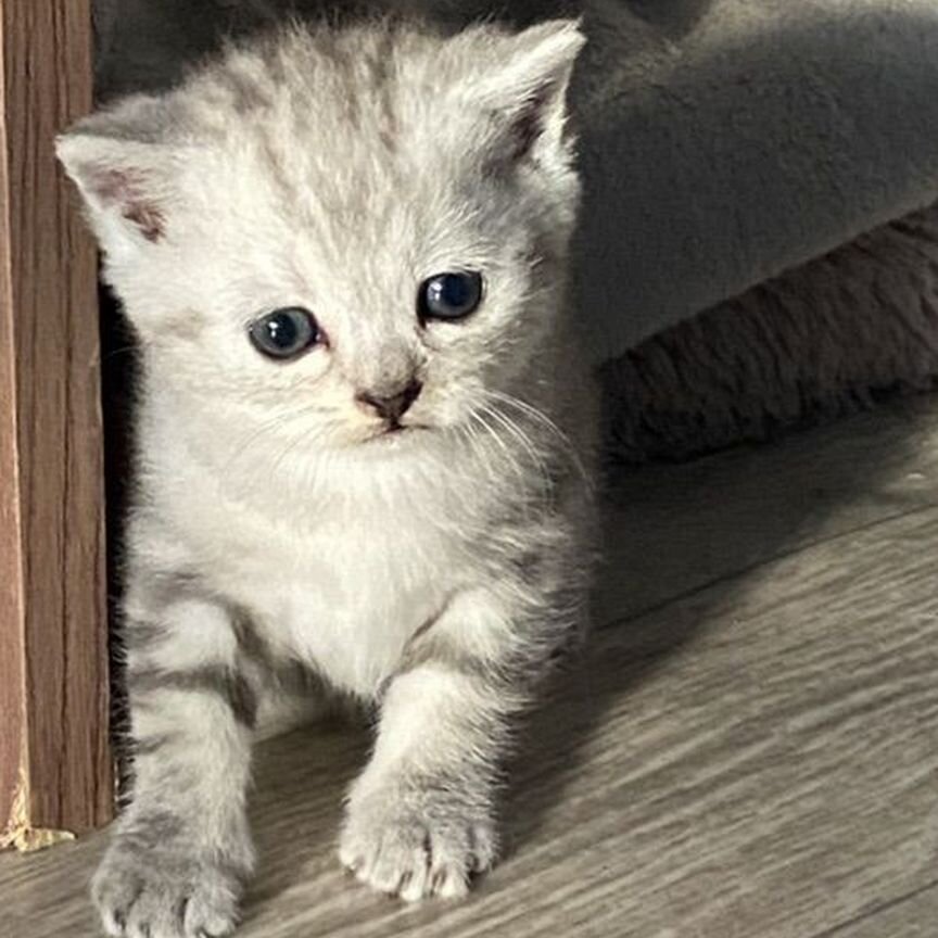 Шотландский прямоухий короткошёрстный котёнок