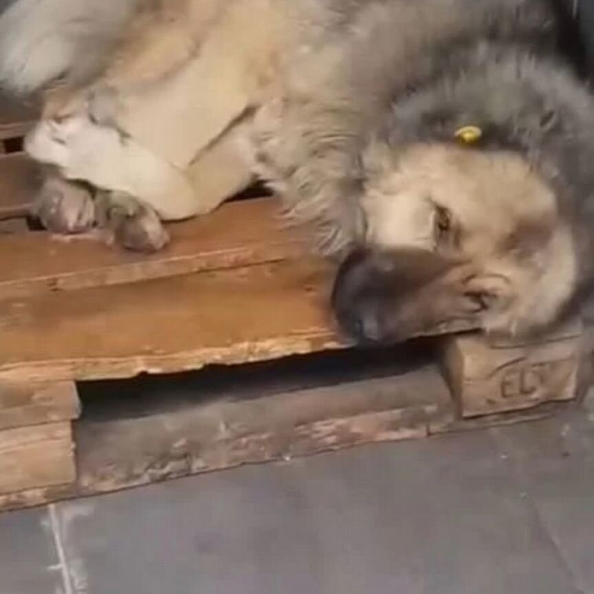 Собака за последним шансом