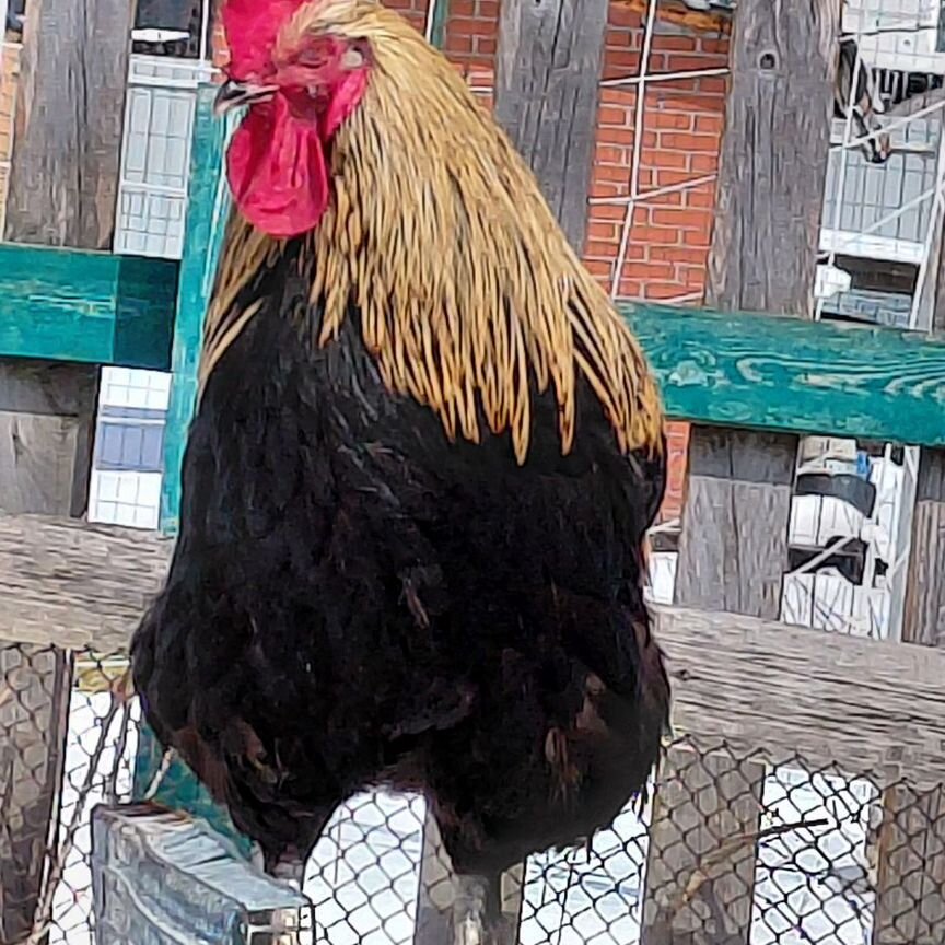 Куры гуси цесарки