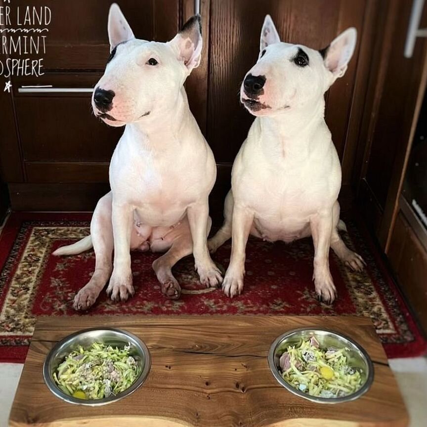 Миски на подставке. Подставка под миски