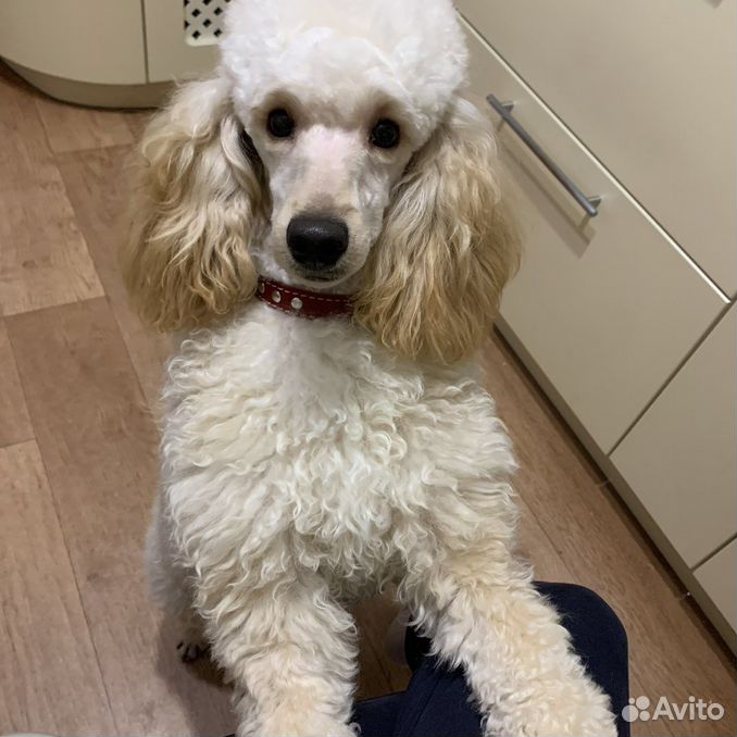 Вязка кобель пудель малый