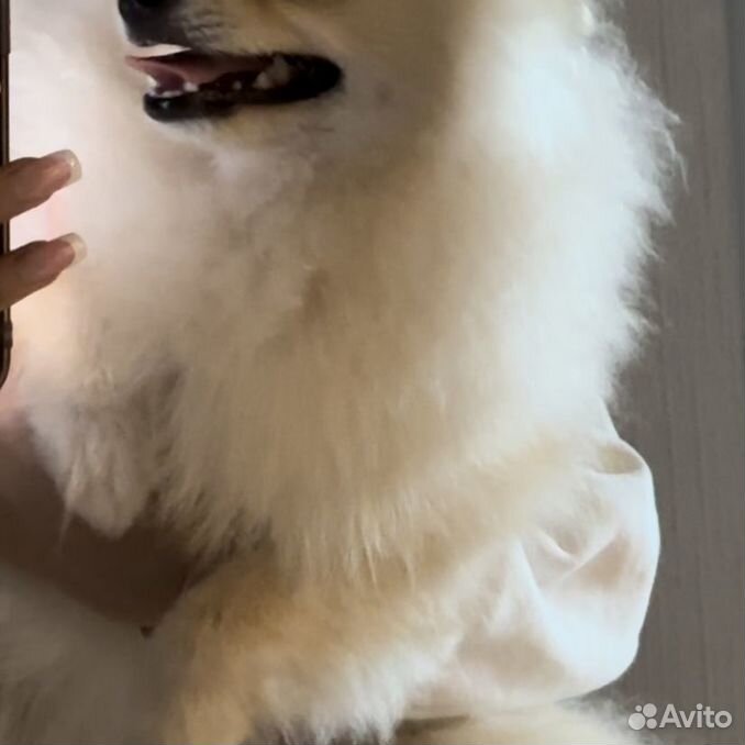 Вязка померанский шпиц кабель