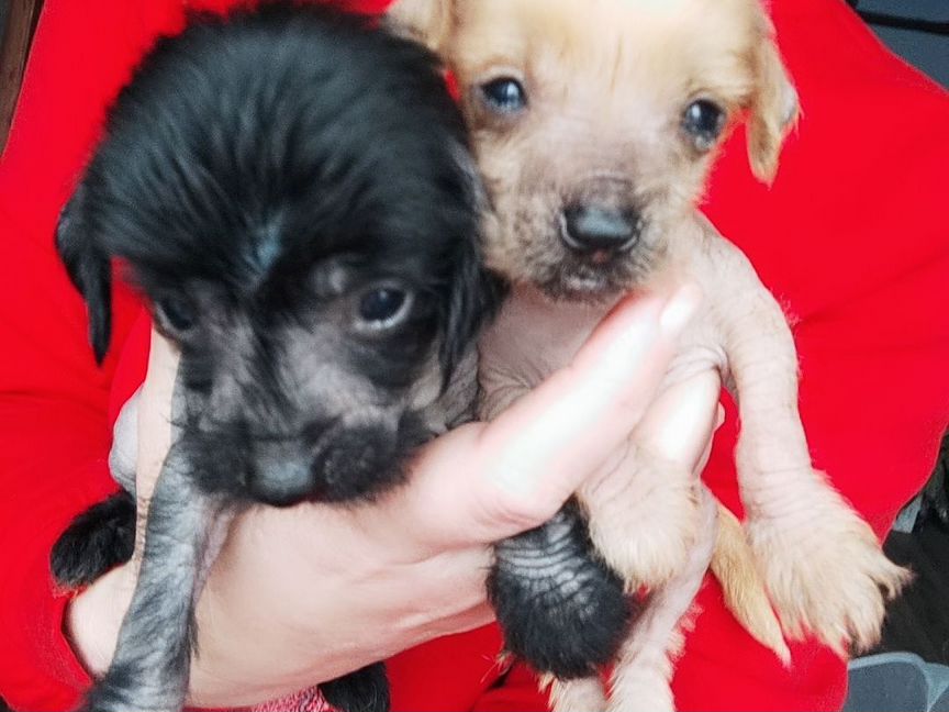 Китайская хохлатая щенки