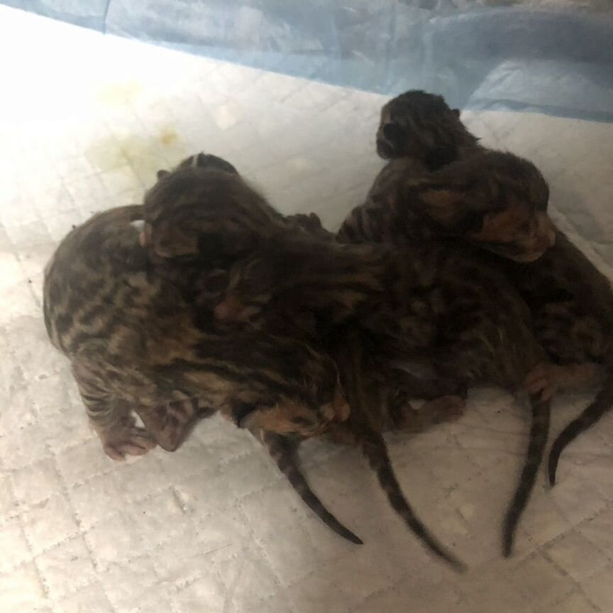 Бенгальские котята