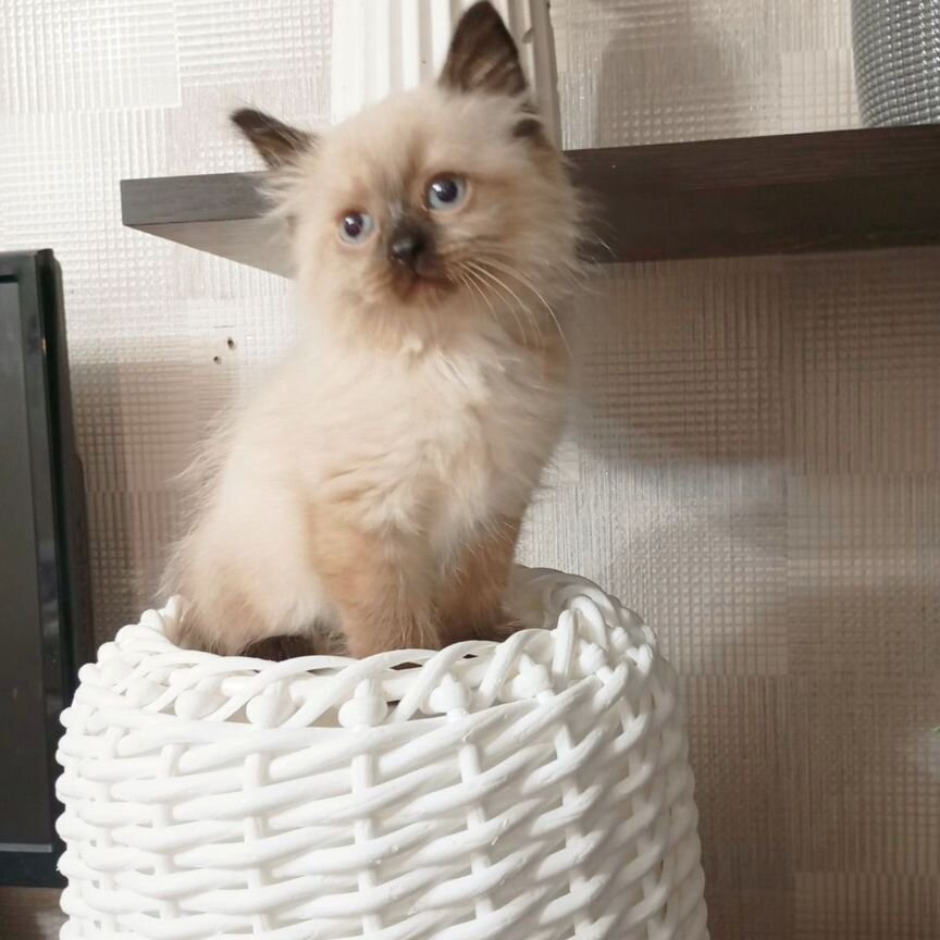 Невская маскарадная (девочка)