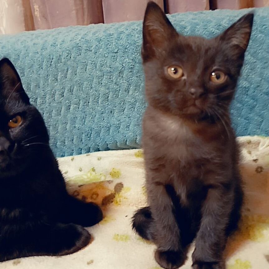 Шатланский котёнок