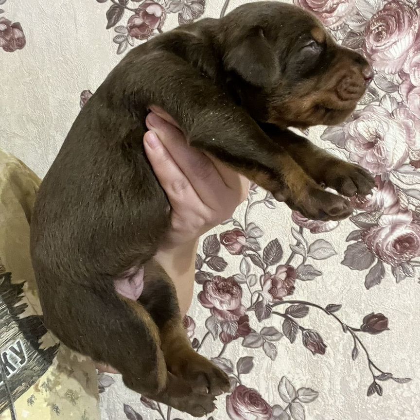 Доберман, щенок