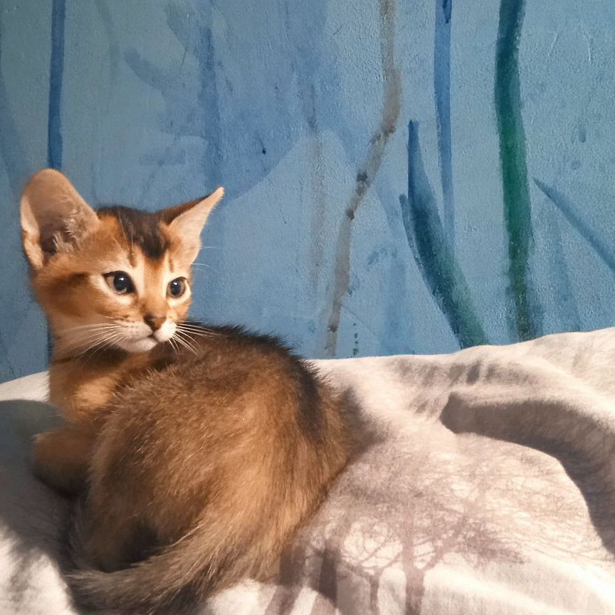 Абиссинские котята