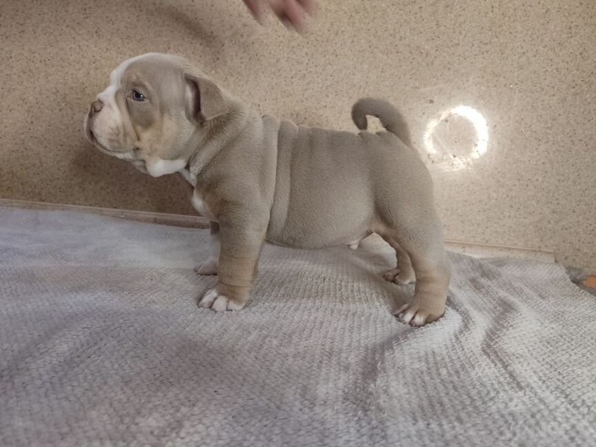 Американский булли мальчик