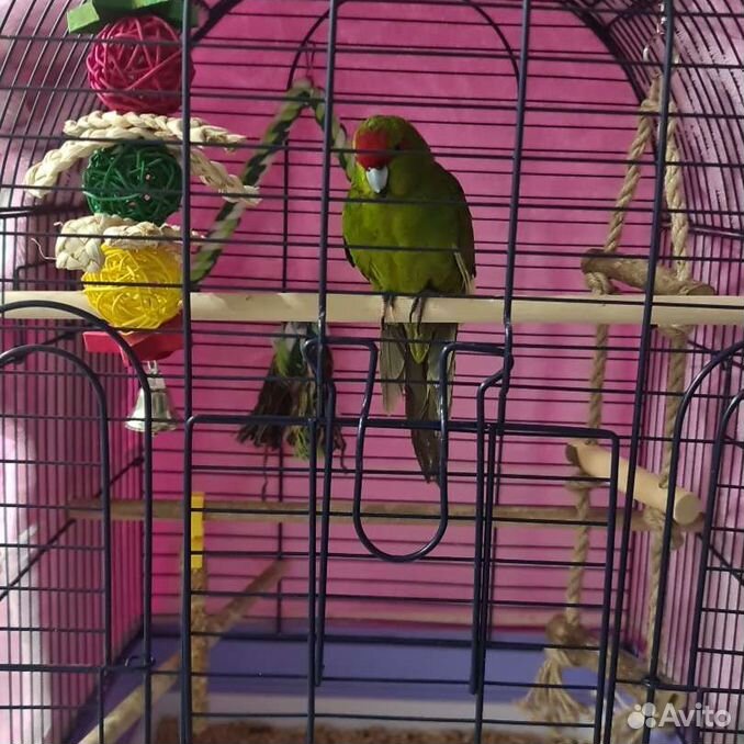 Попугай с клеткой. какарик