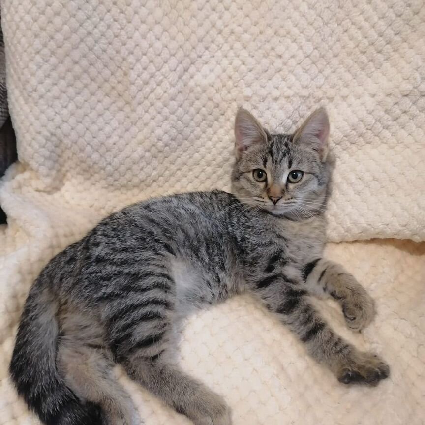 Котенок мальчик 3 месяца