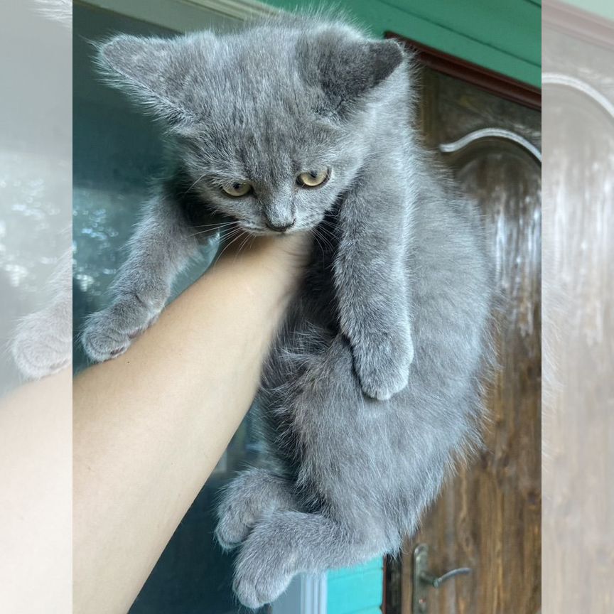 Котенок мальчик бесплатно