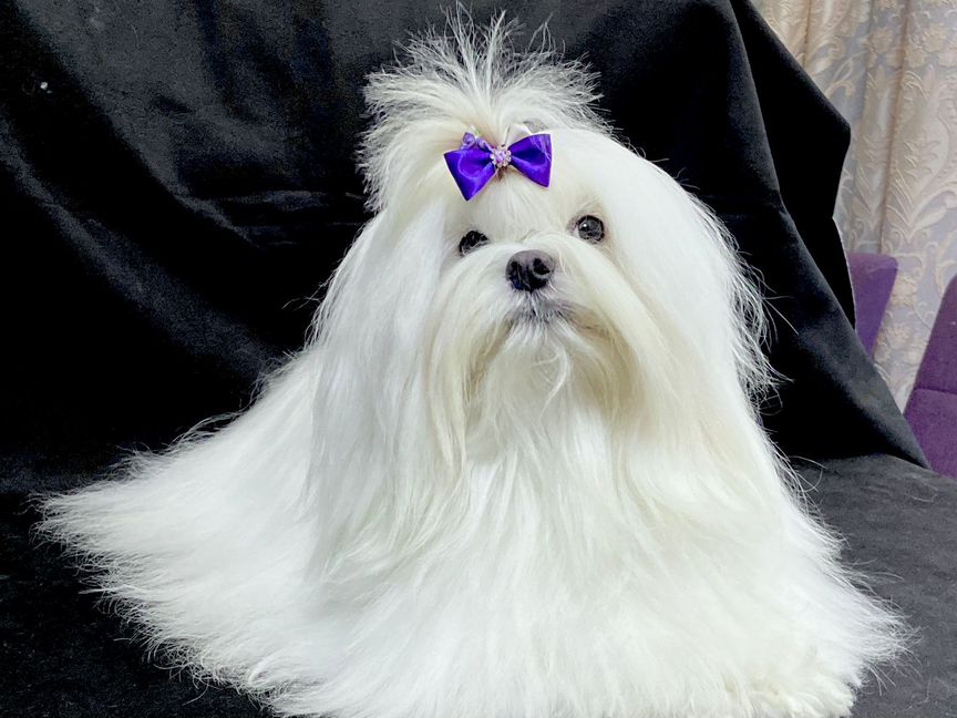 Супер красивый мини мальчик мальтезе