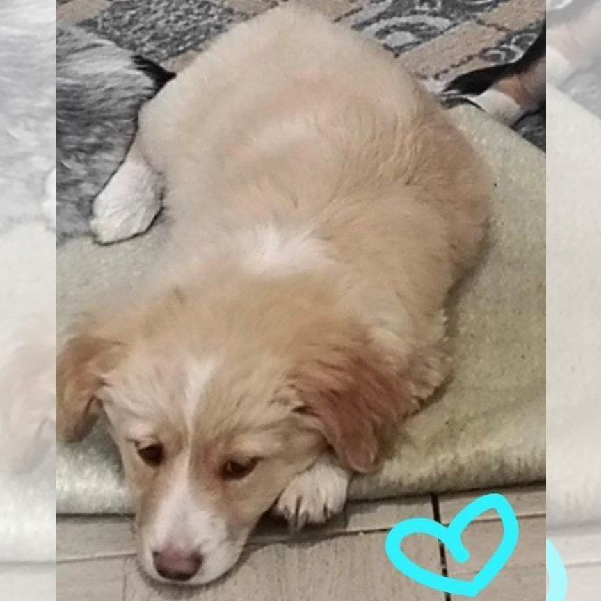 Щенок в добрые руки