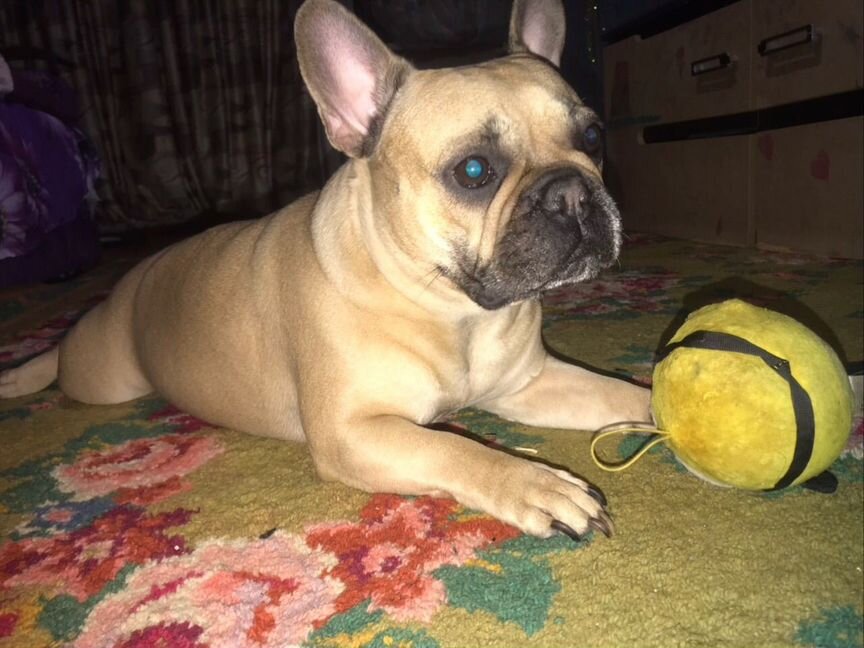 Домашние животные собаки,свести