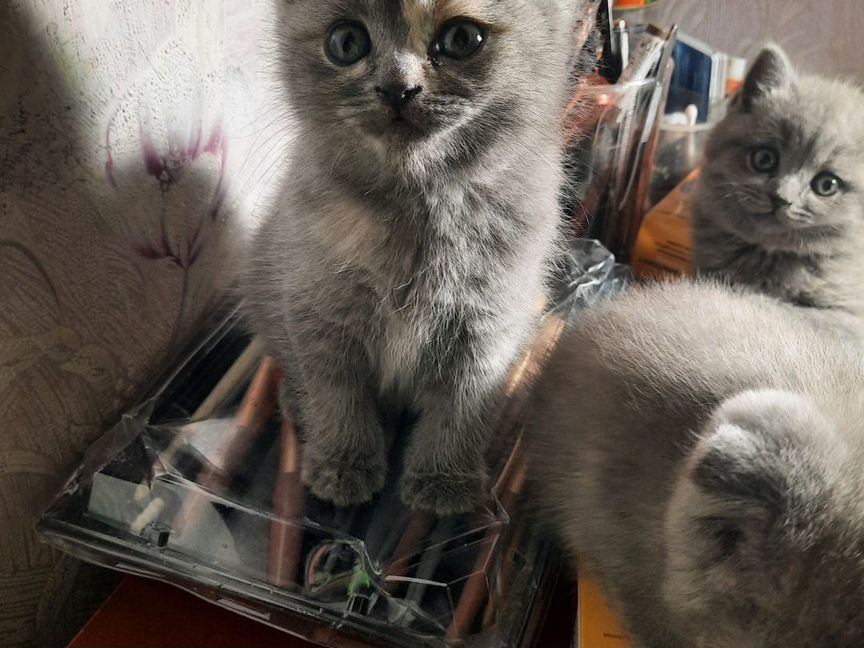 Шотландские вислоухие котята