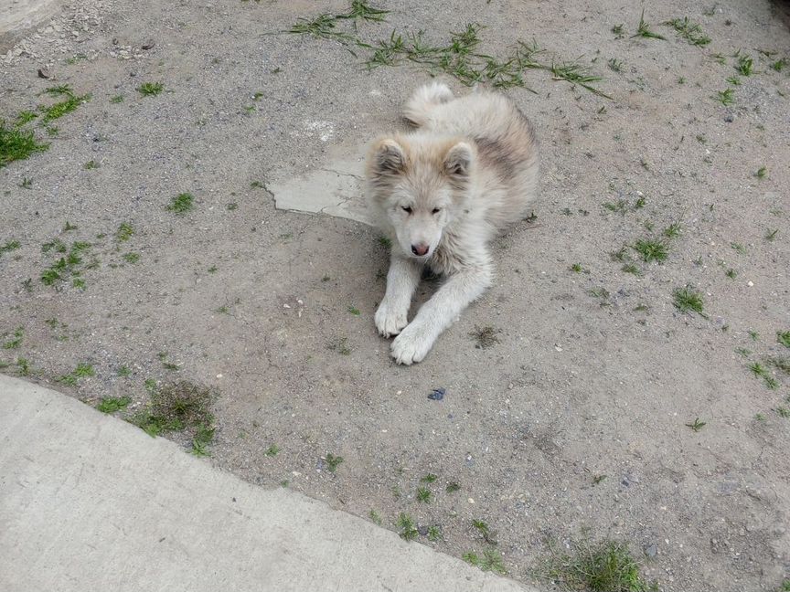 Найдена собака