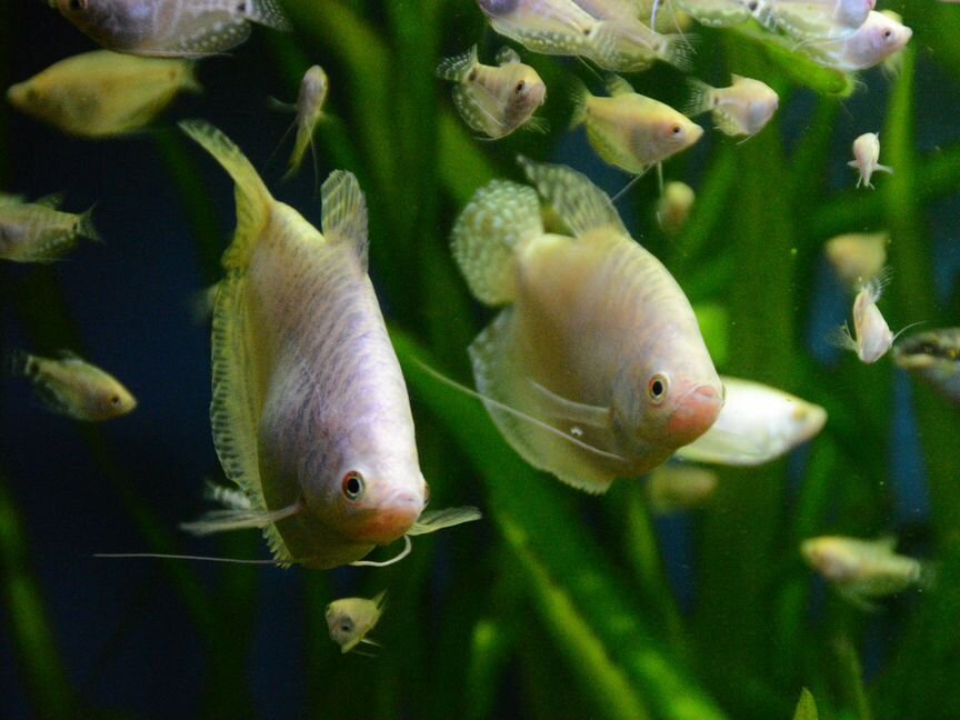 Гурами платиновый (мальки)