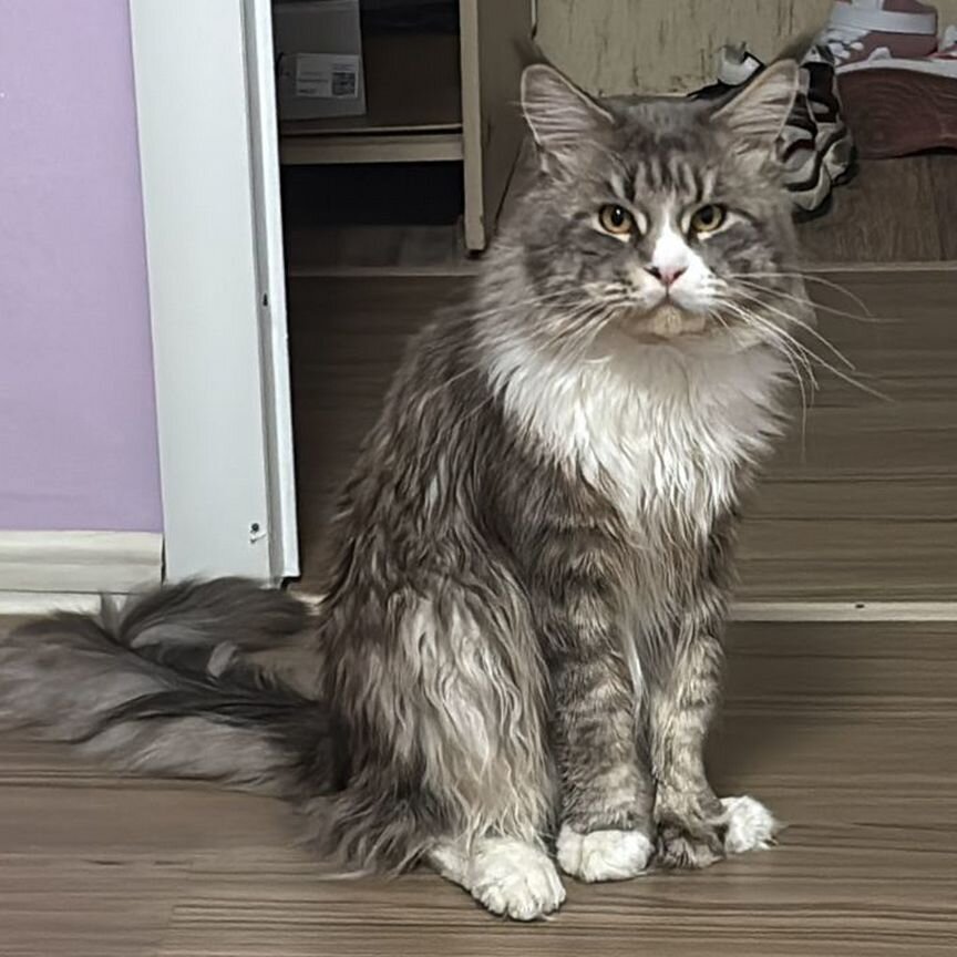 Мейн-кун, взрослый кот