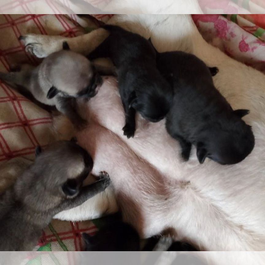 Щенок в добрые руки