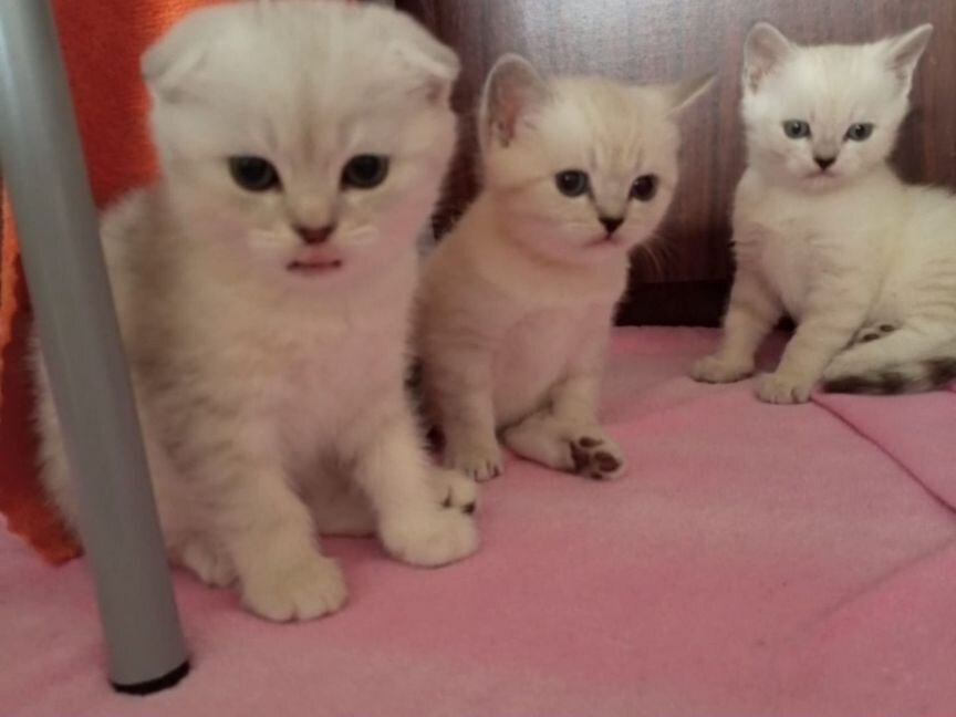 Шотландские плюшевые котята