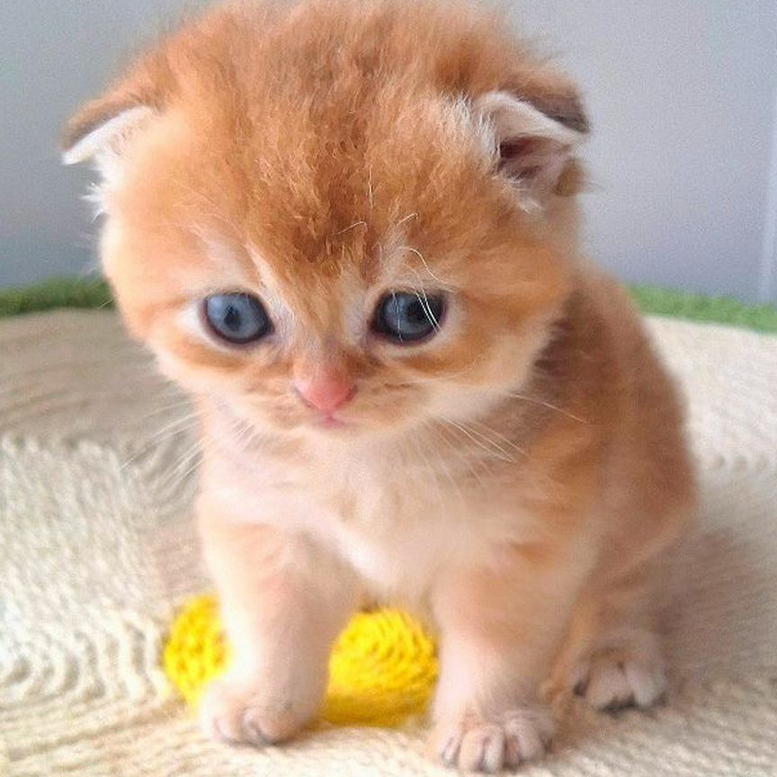 Шотландский вислоухий короткошёрстный котёнок