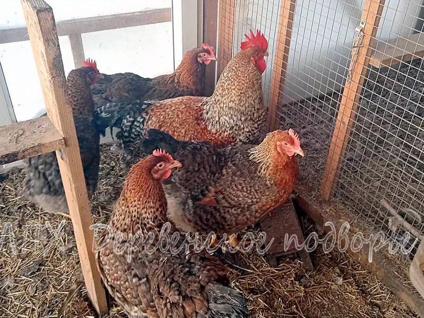 Ия Билефельдер