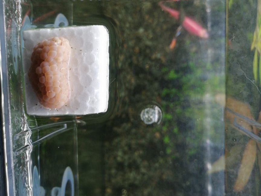 Ампулярии кладка