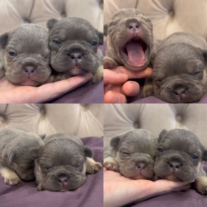 Французский бульдог щенки