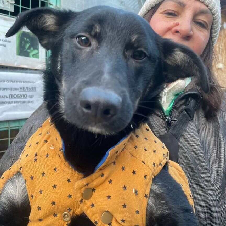 Щенок в добрые руки