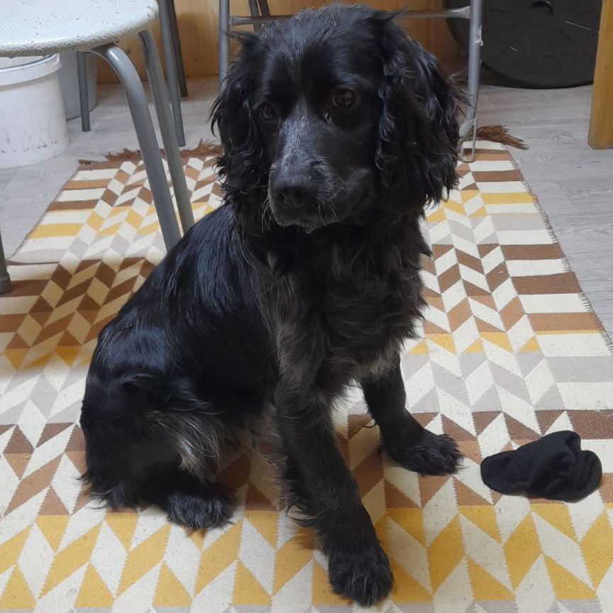 Русский охотничий спаниель, щенок