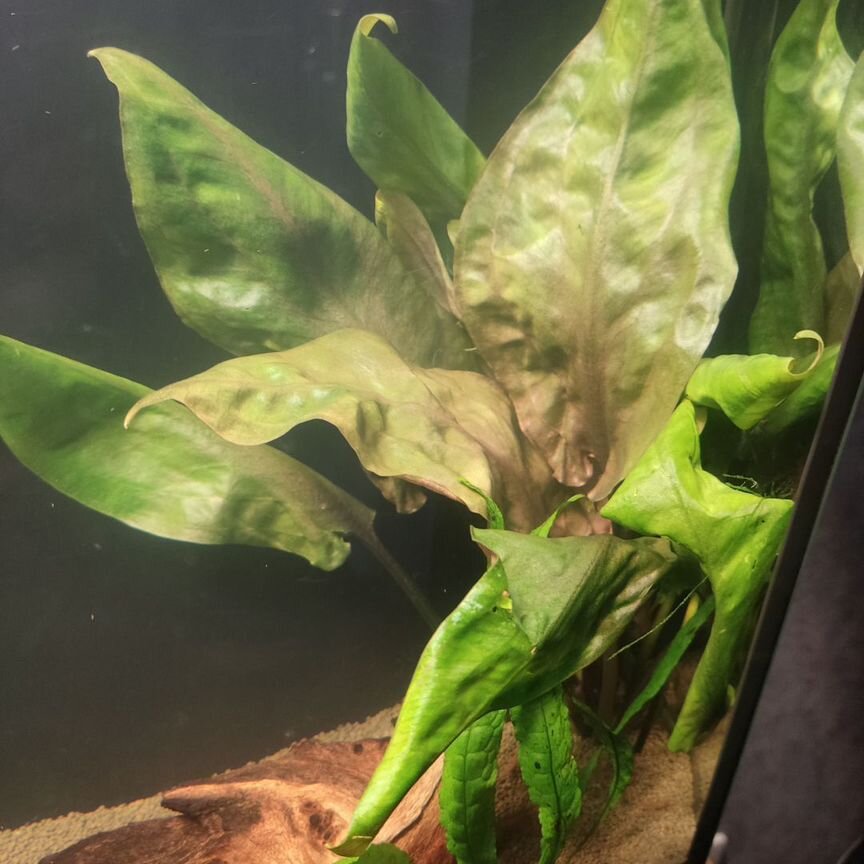 Криптокорина огромная 30 см