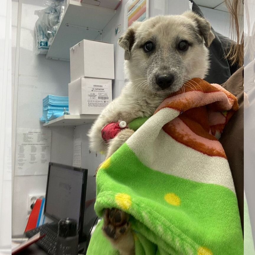 Щенок в добрые руки