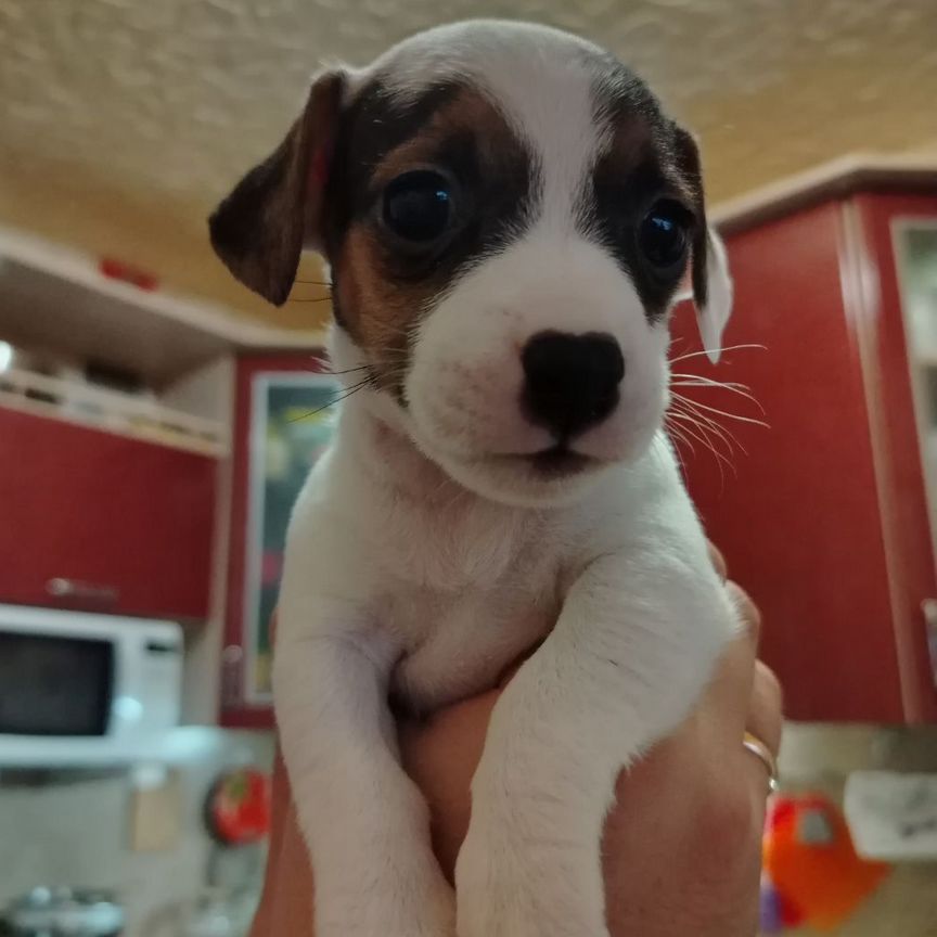 Джек-рассел-терьер, щенок