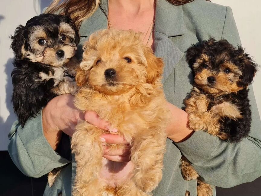 Мальтипу девочки фантом