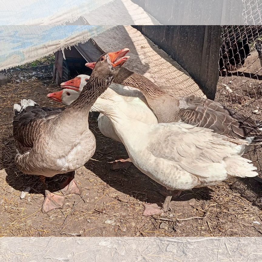 Гуси и Индоутки