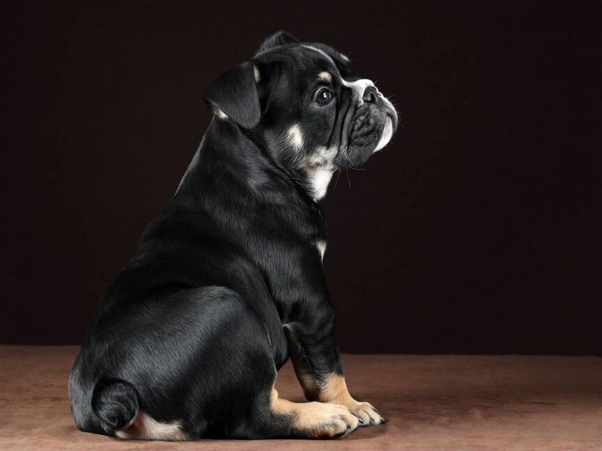 Парень реальный бульдог