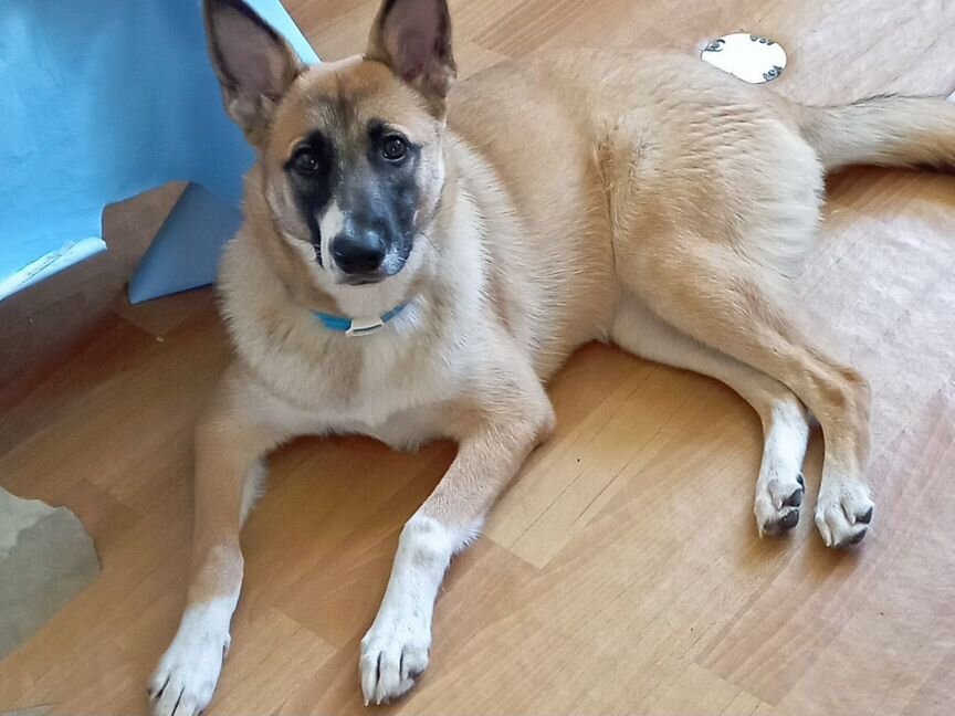 Неизвестной породы